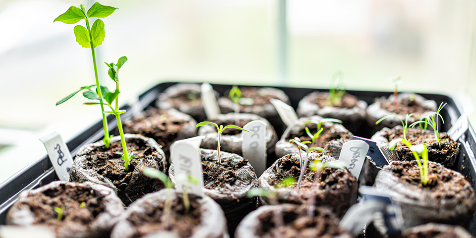 How to Start a Vegetable Garden | BODi