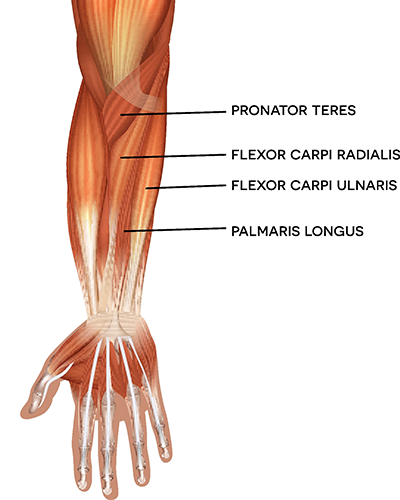 Arm Muscles Anatomy Function And How To Build Them