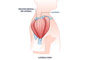 8 Side Delt Exercises to Shape Your Shoulders – Roidless